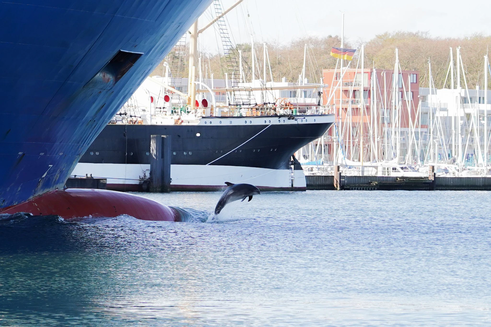 Delfin-Watching an der Ostsee - Delle hat viele Fans