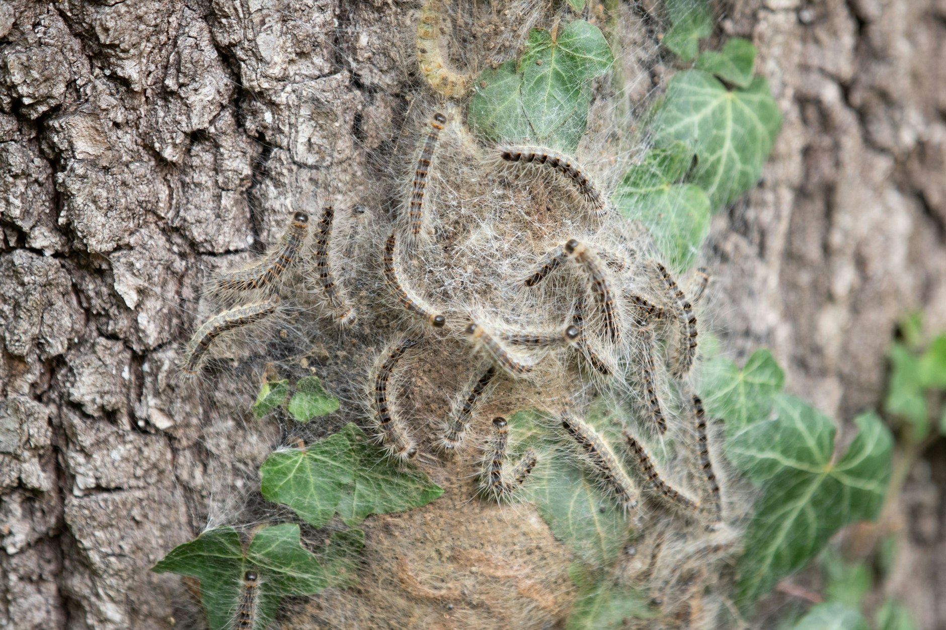 Warnung vor Raupen: Eichenprozessionsspinner in Berlin aufgetaucht
