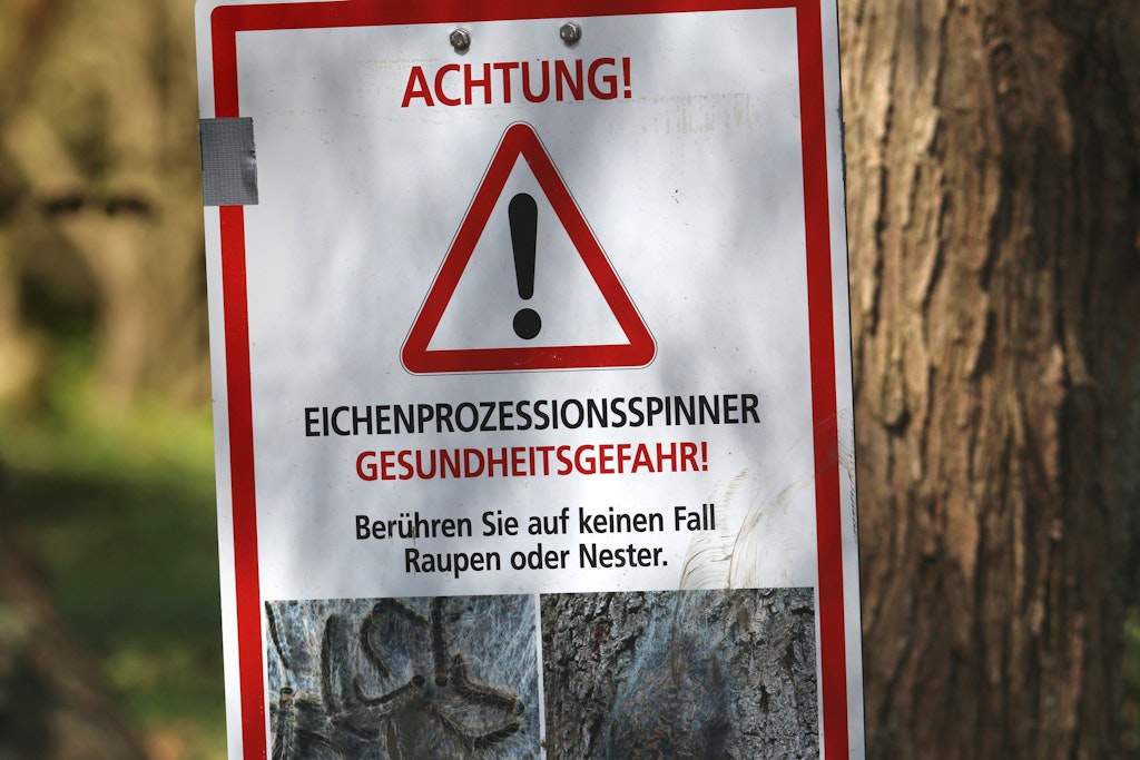 Giftraupen-Alarm: Der Eichenprozessionsspinner ist zurück in Berlin
