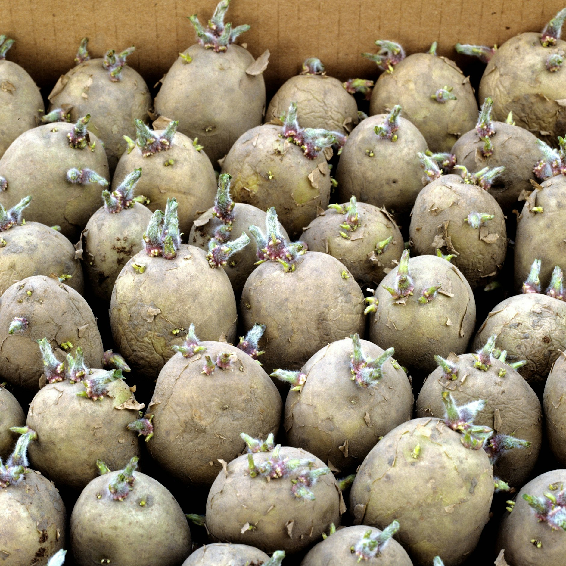 Was tun, damit Kartoffeln nicht keimen? Kann man keimende Kartoffeln essen?