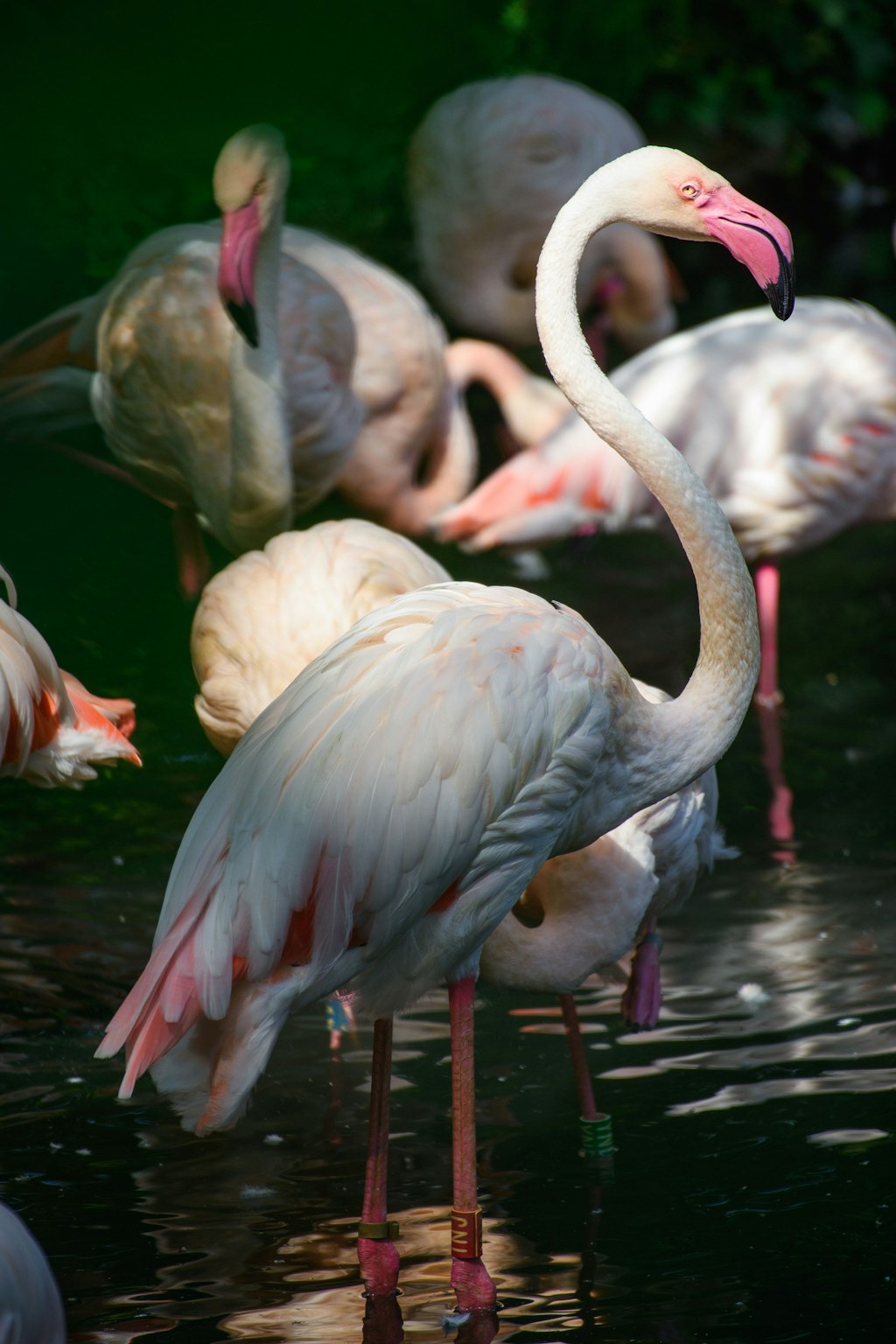 Flamingo Ingo wird 75: Er hinkt und ist nicht mehr der Schnellste