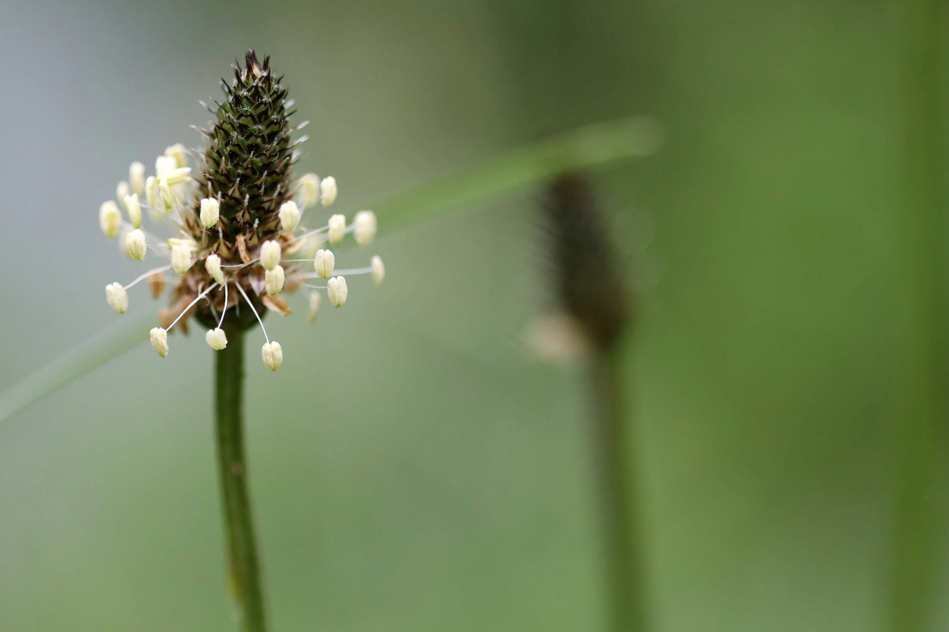 Spitzwegerich: Das fast unbekannte Wundermittel aus der Natur gegen ...