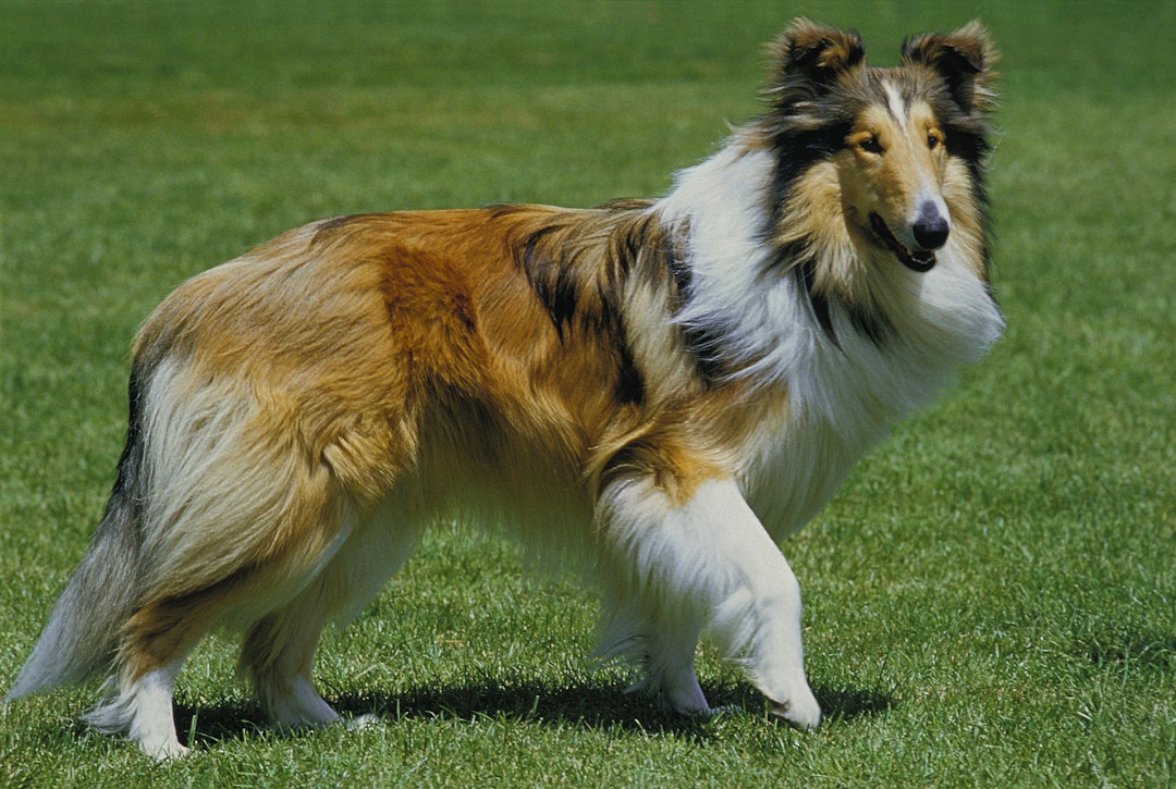 Der Hunde-Mann: So reagiert das Netz auf Toco, den Mann, der ein Collie ...