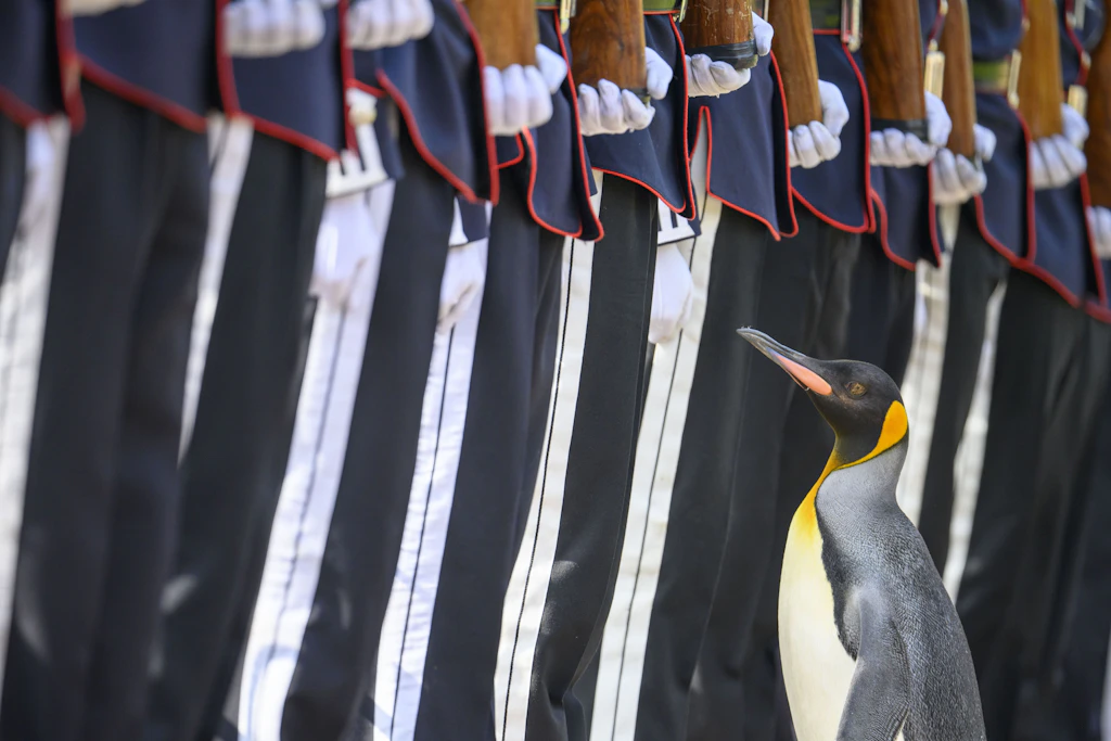 Pinguin Sir Nils Olav III. in Schottland zum General befördert
