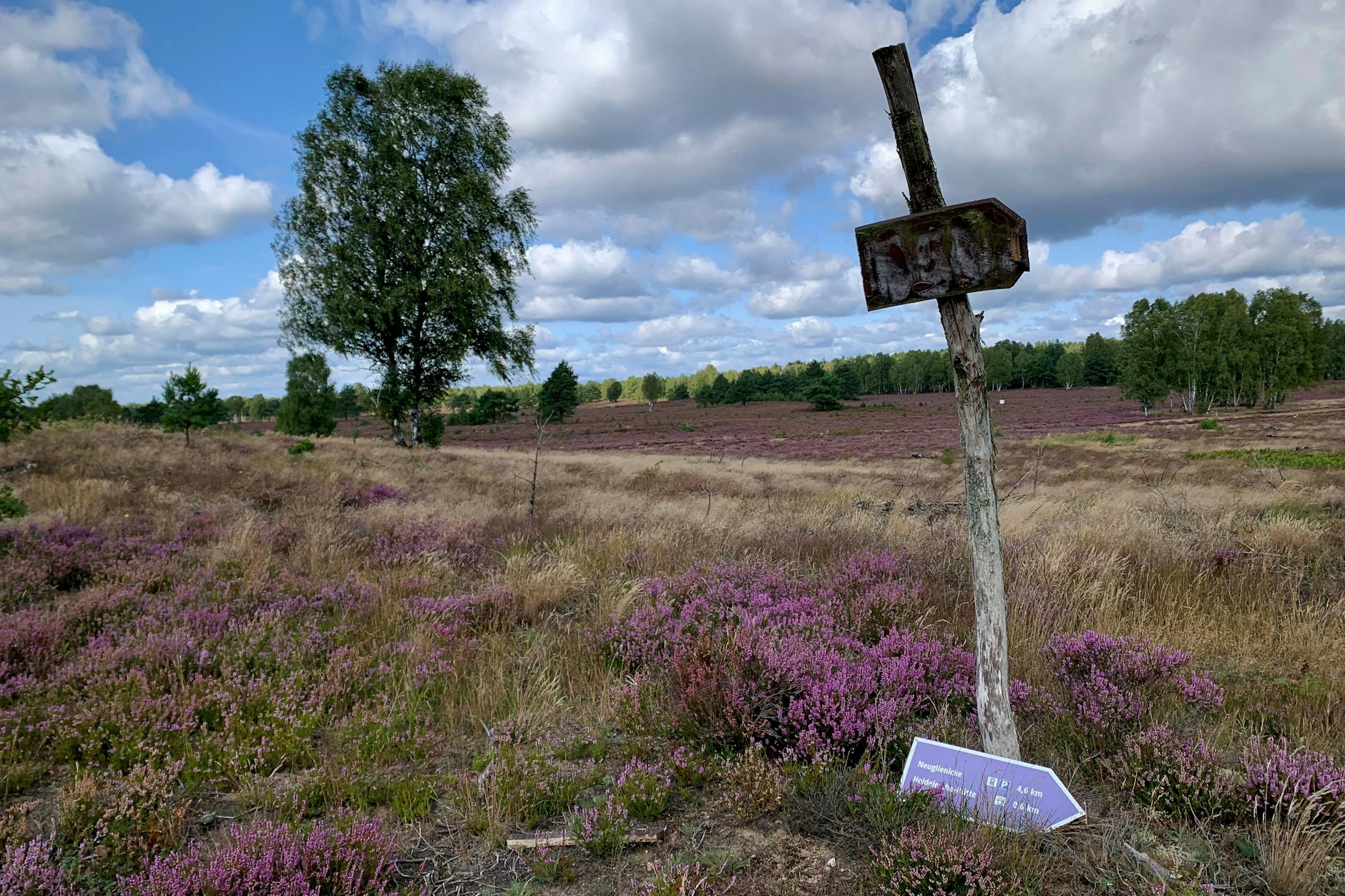 Ein lila Wunder in Brandenburg: Die Heide blüht und wird von Satelliten ...