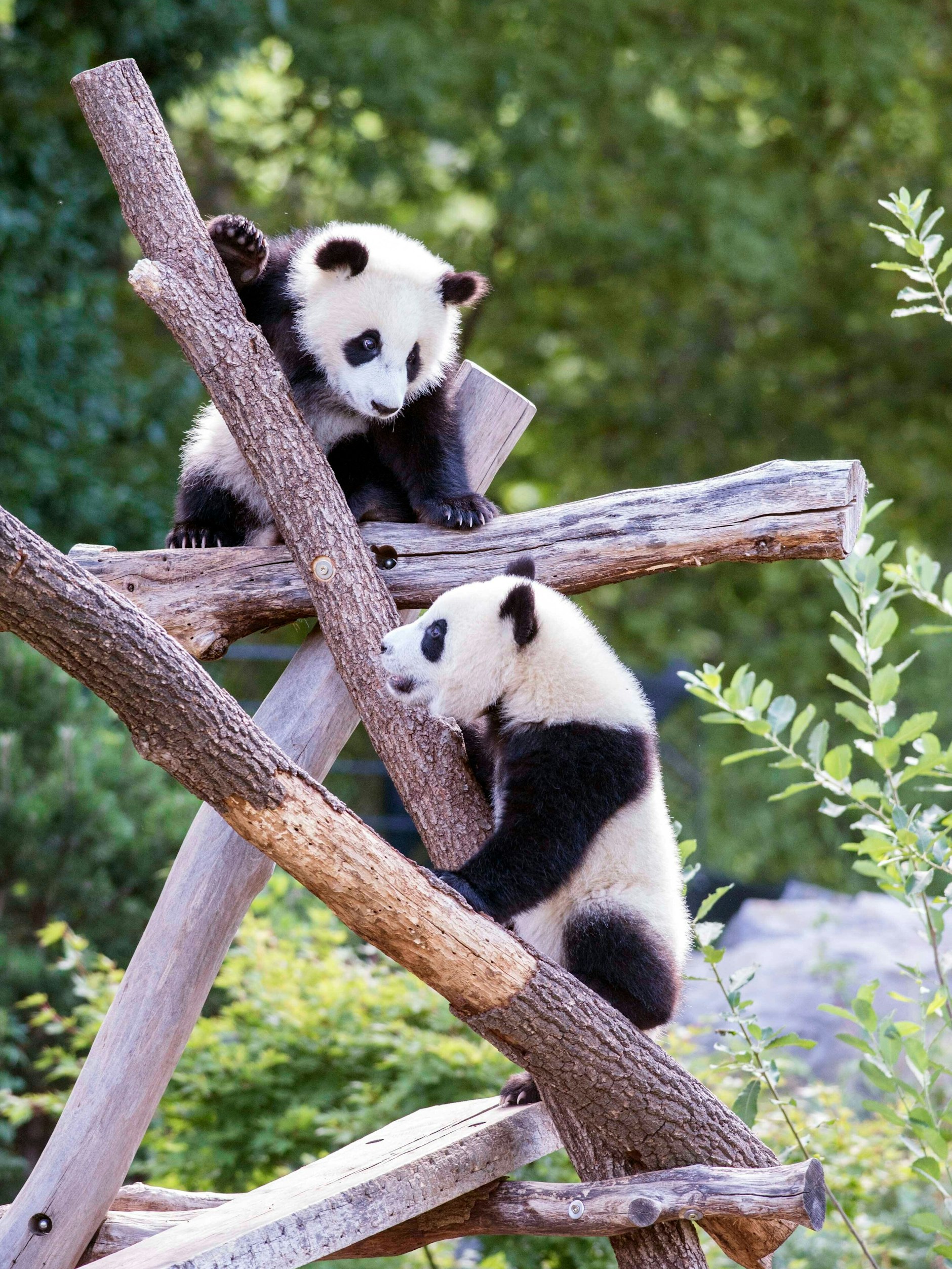 Pandabären Pit und Paule verlassen den Berliner Zoo