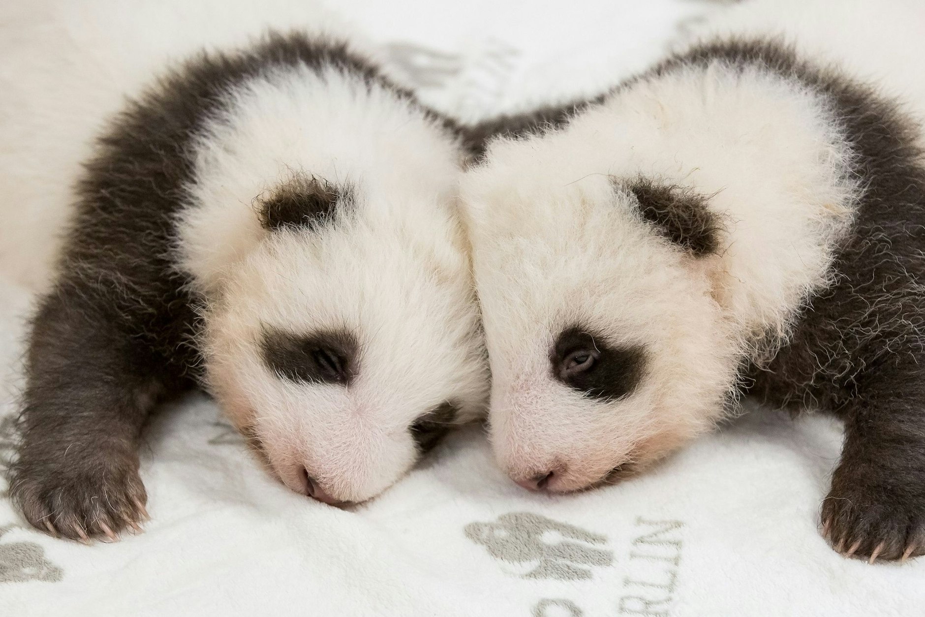 Berlin: Zoo kann auf neue Panda-Babys hoffen