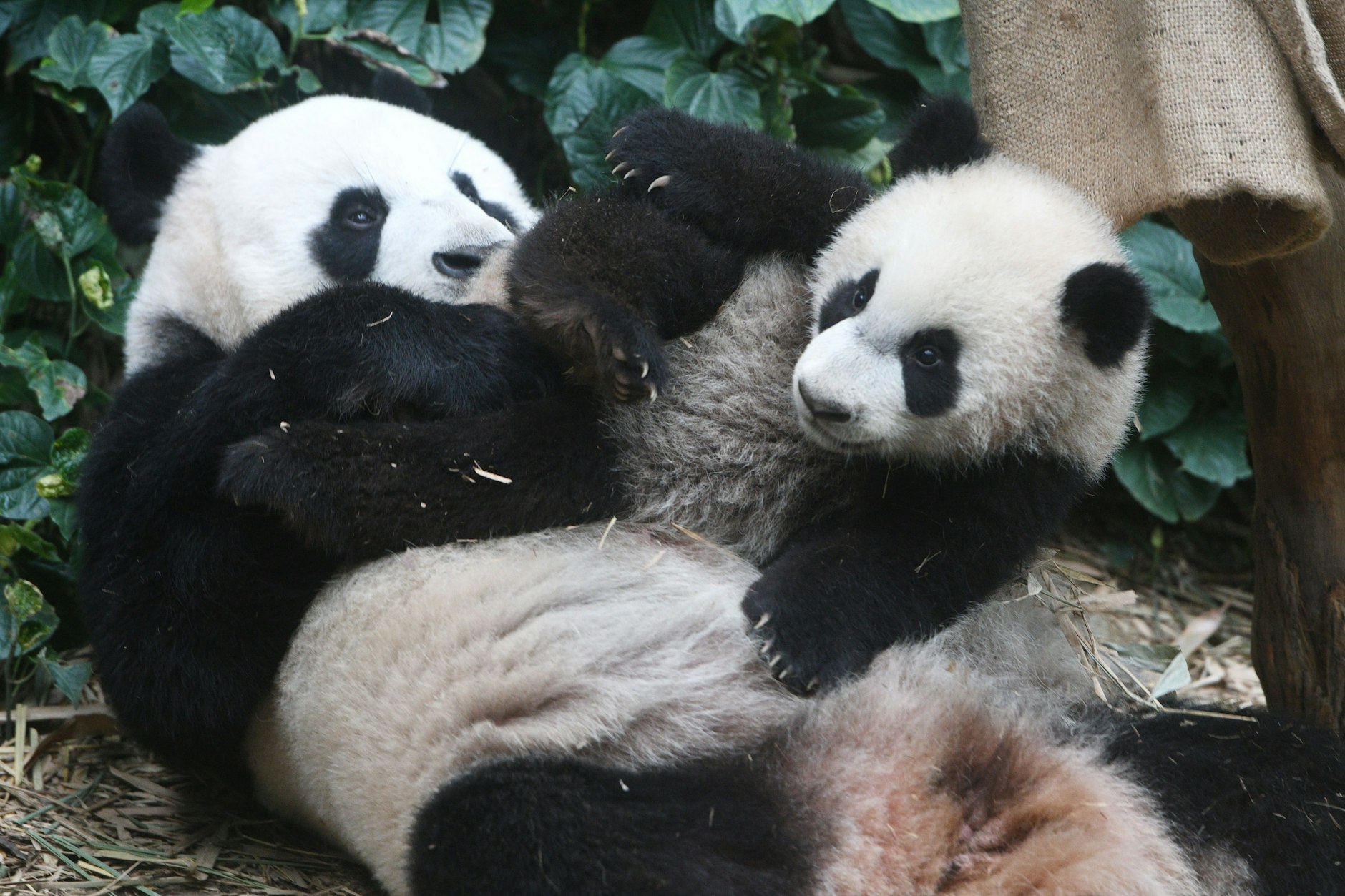 China holt Pandas aus dem Berliner Zoo zurück: Wie asiatische Länder ...