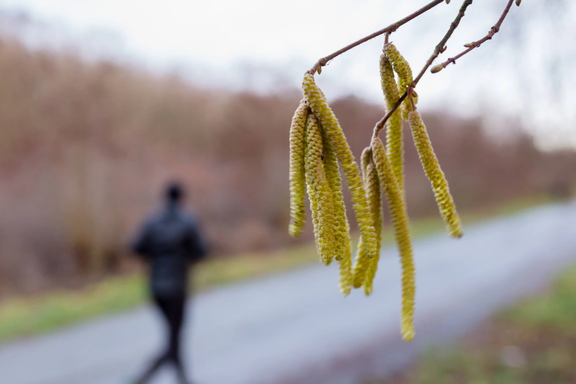 Pollensaison startet allmählich in Berlin: Welche Pollen jetzt schon ...