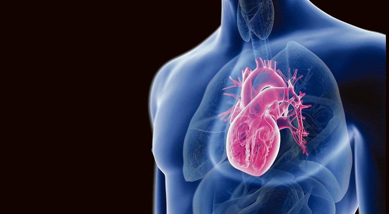 Hauptschlagader: Aorta gilt ab sofort als Organ