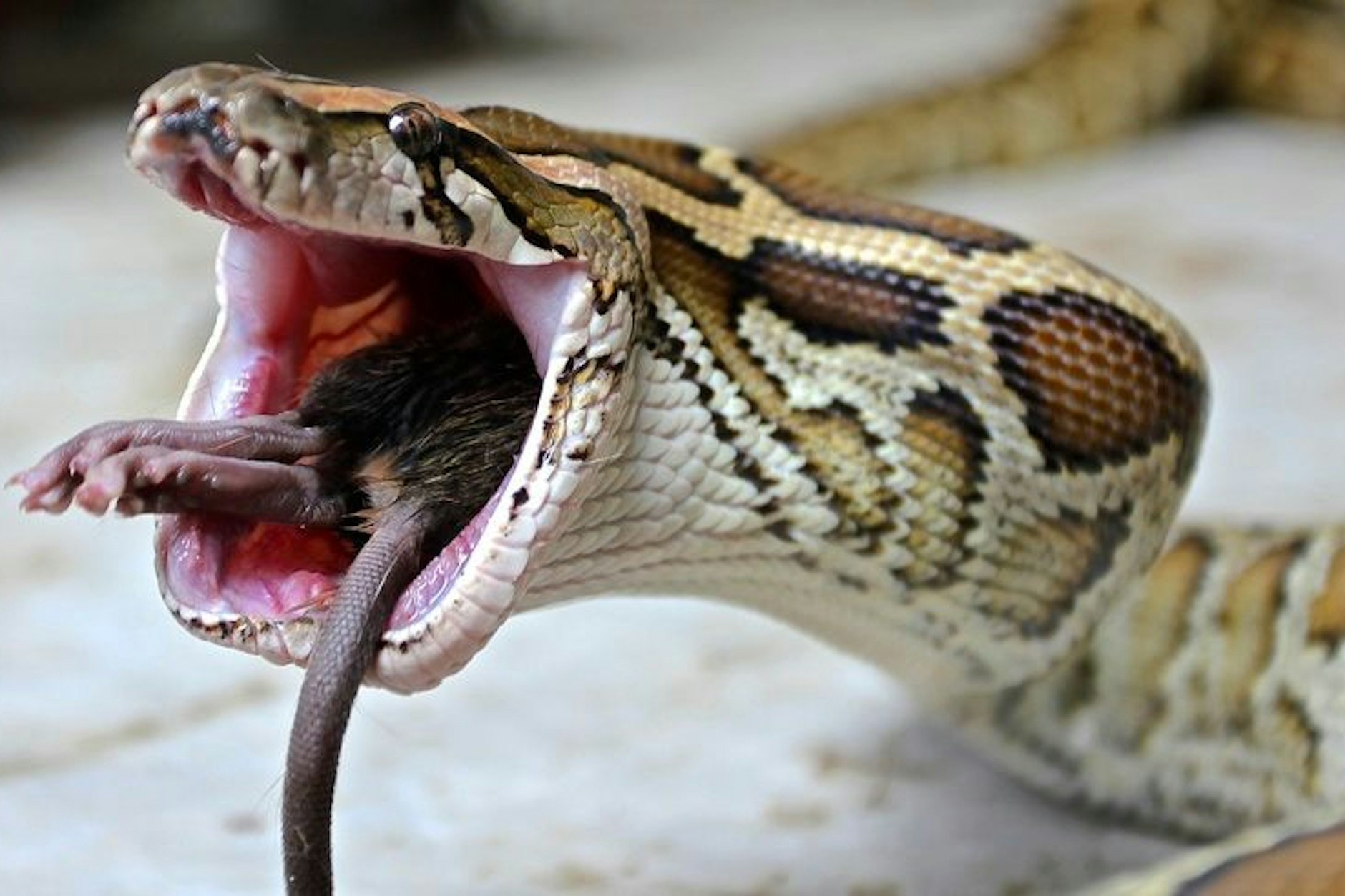 Python statt Geflügel: Werden wir künftig Schlangen essen?