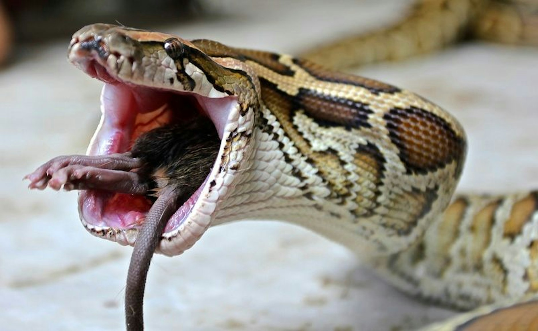 Python statt Geflügel: Werden wir künftig Schlangen essen?