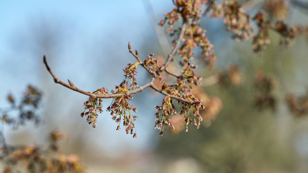 Pollenflug in Berlin: Diese Pollen fliegen gerade