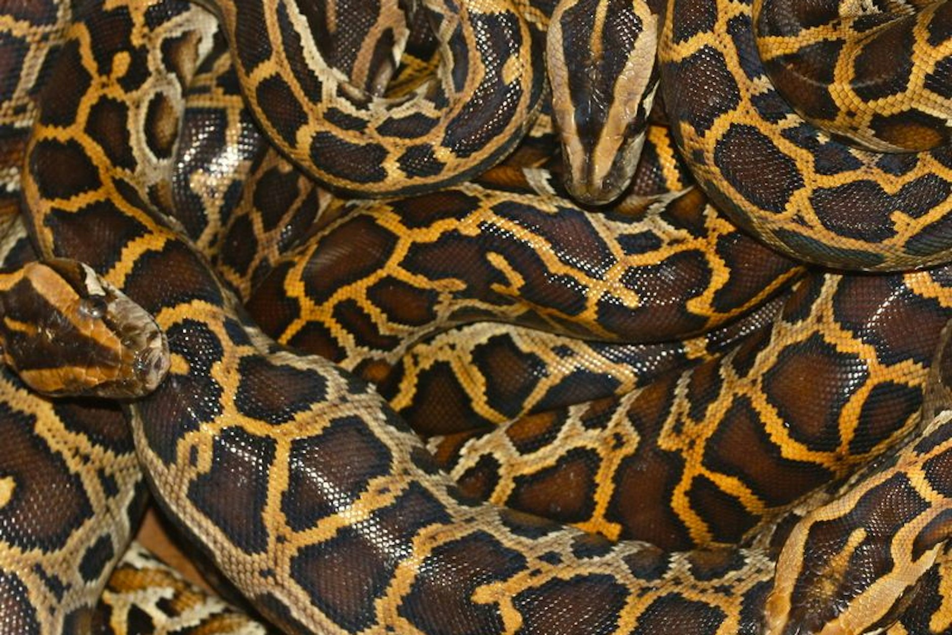 Python statt Geflügel: Werden wir künftig Schlangen essen?