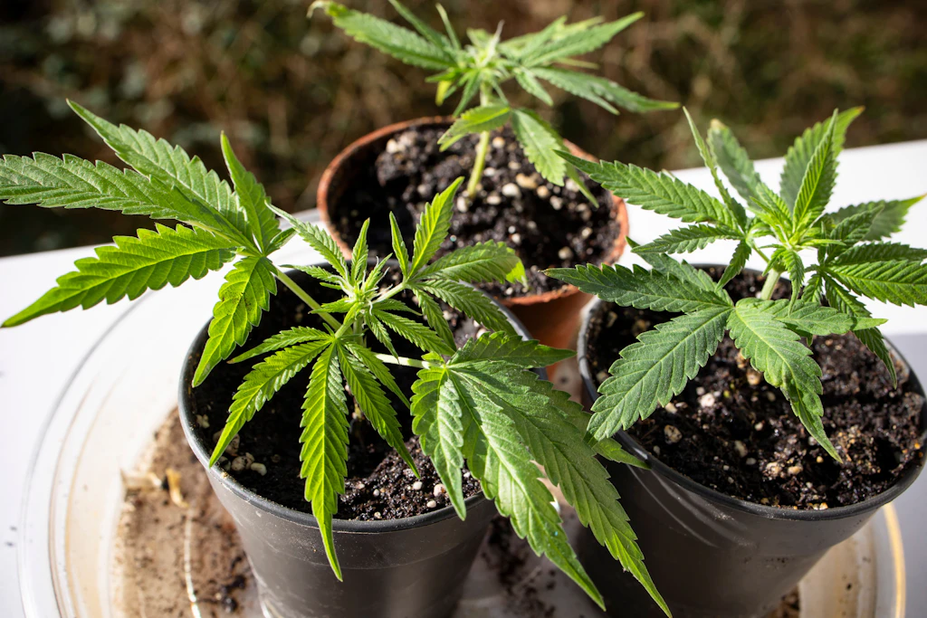 Cannabis Pflanzen Schneiden