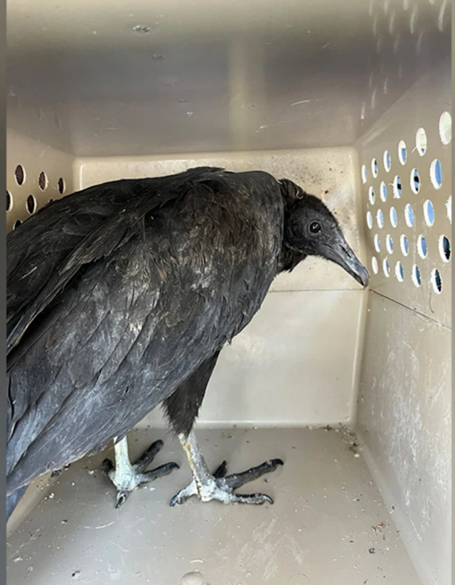 Echte „Schnapsdrosseln“: Tierschutz rettet sturzbetrunkene Geier