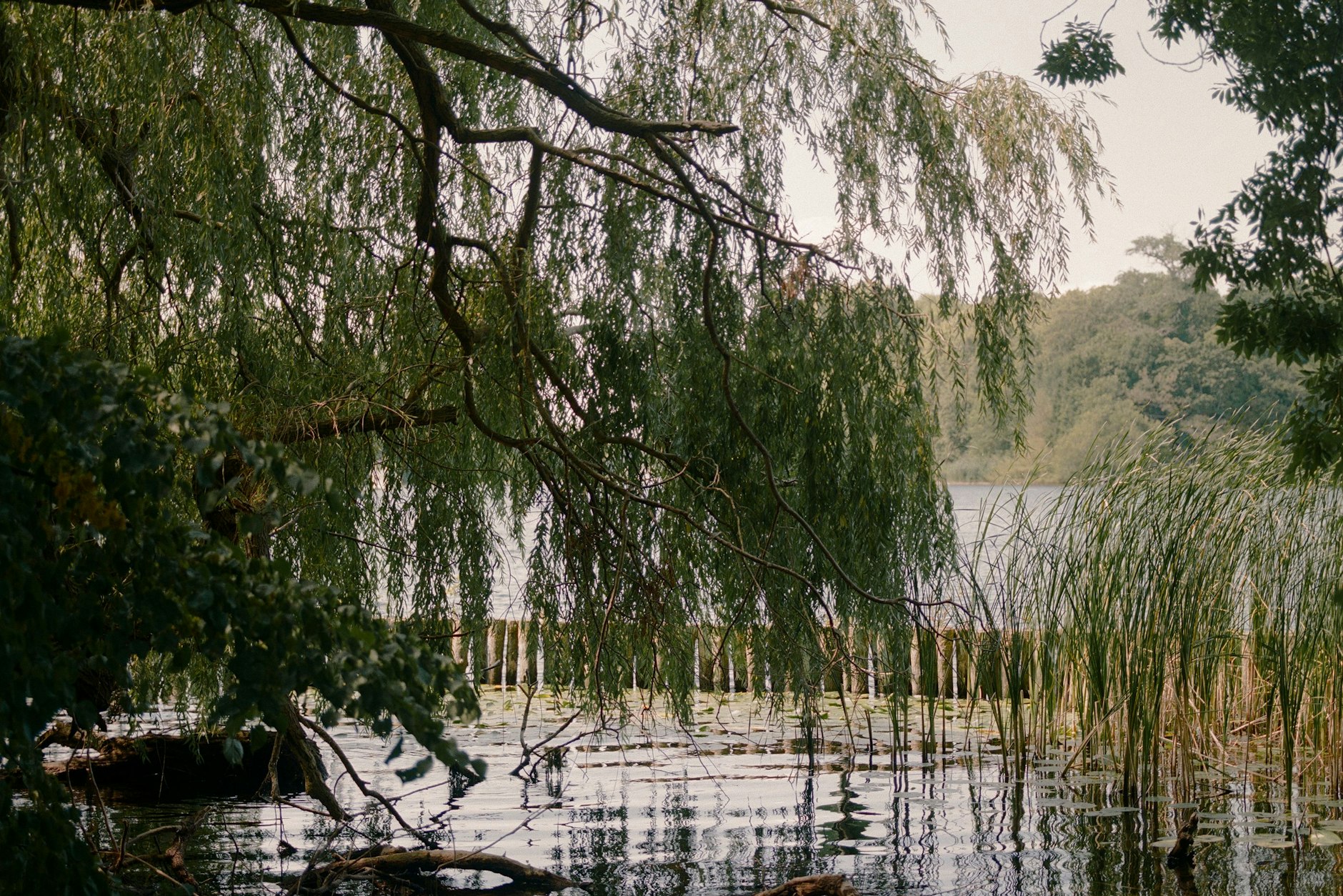 Betrunkener Ruderer fällt in den Tegeler See: Polizisten retten sein Leben