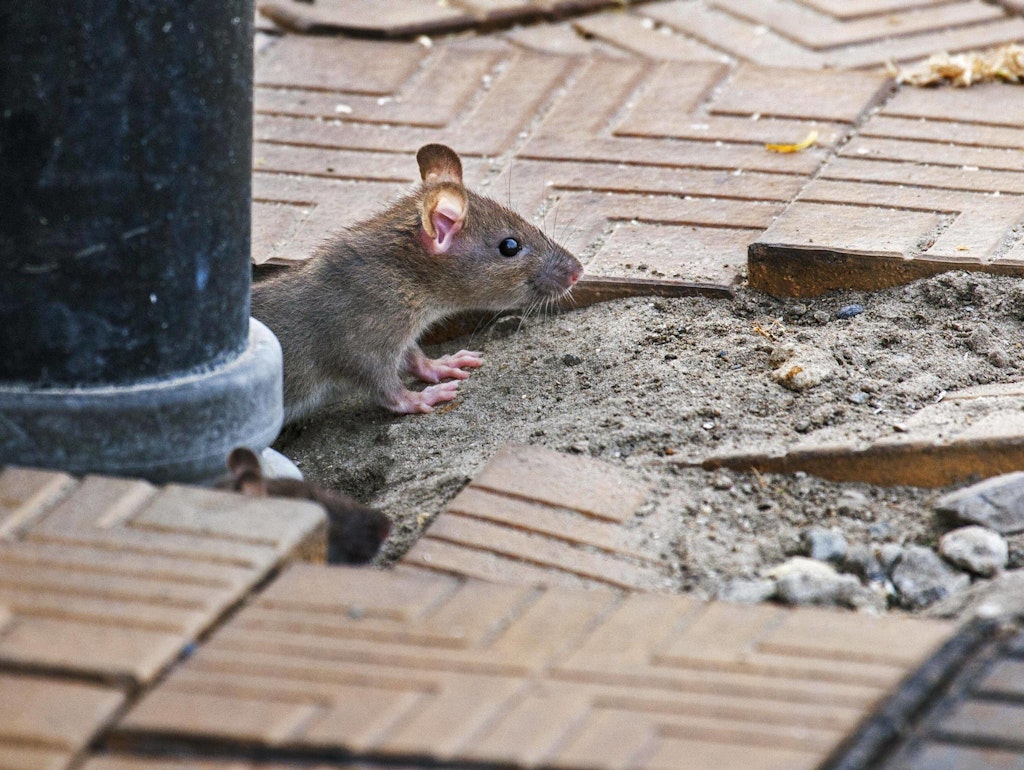 Karl-Marx-Allee: Boulevard der Ratten