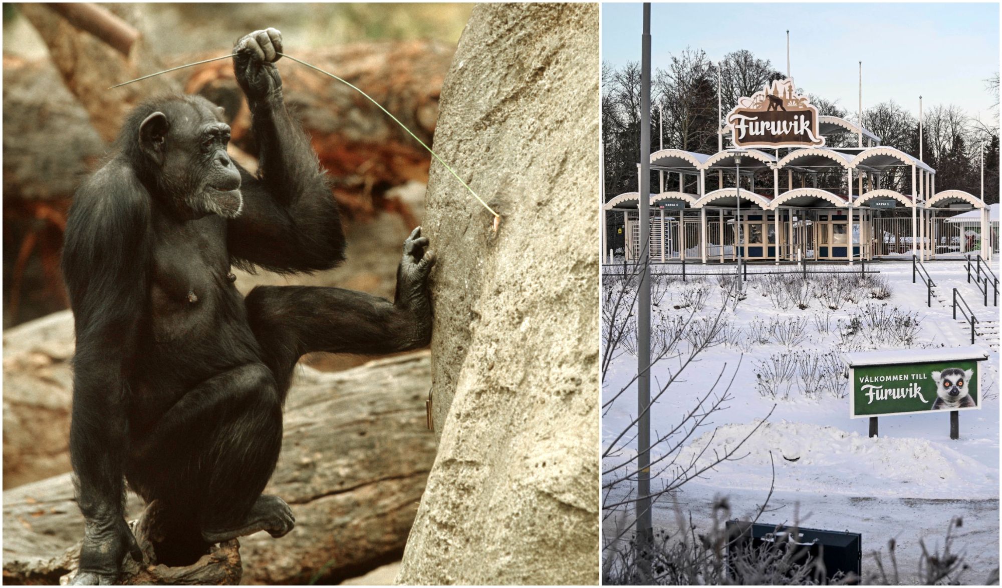 Orang-Utan behandelt eigene Wunde selber mit einer Heilpflanze