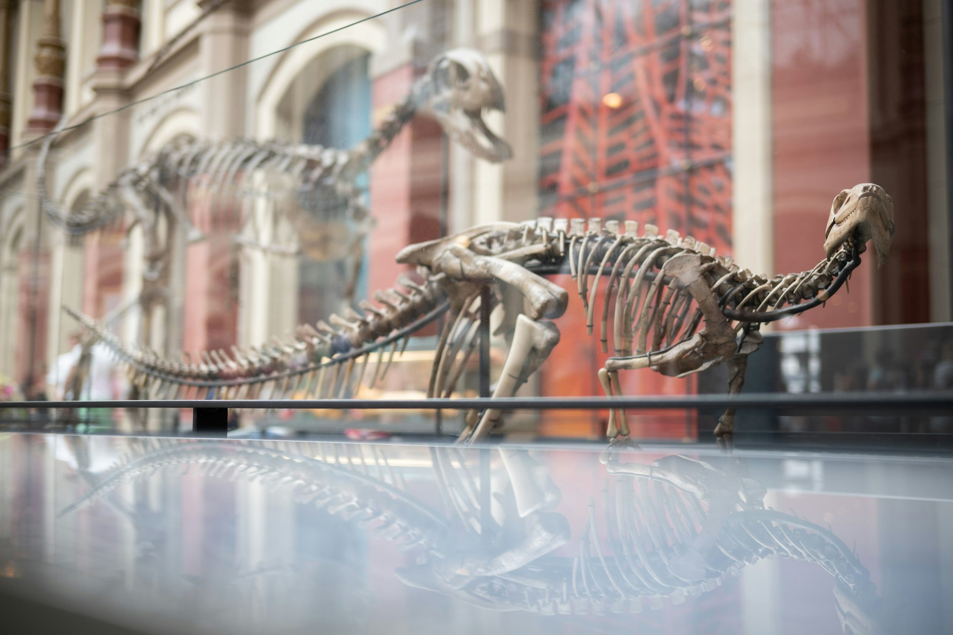 Hitler-Käfer: Insekt darf seinen umstrittenen Namen behalten