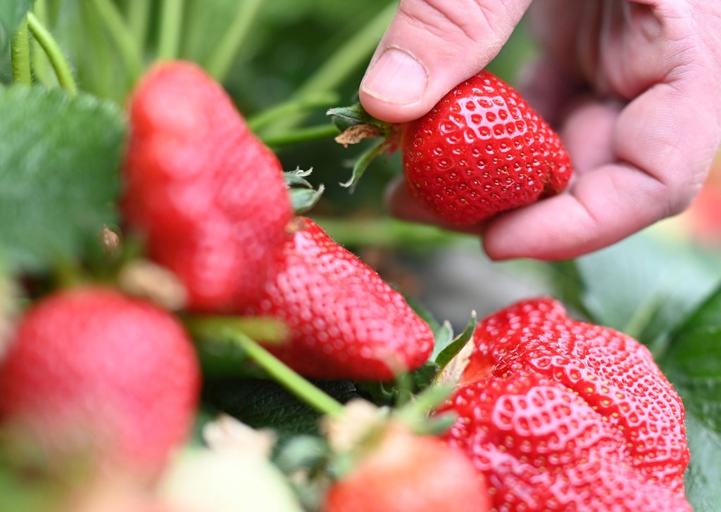 Rot, süß, saftig: Echtes Angeberwissen rund um die Erdbeere