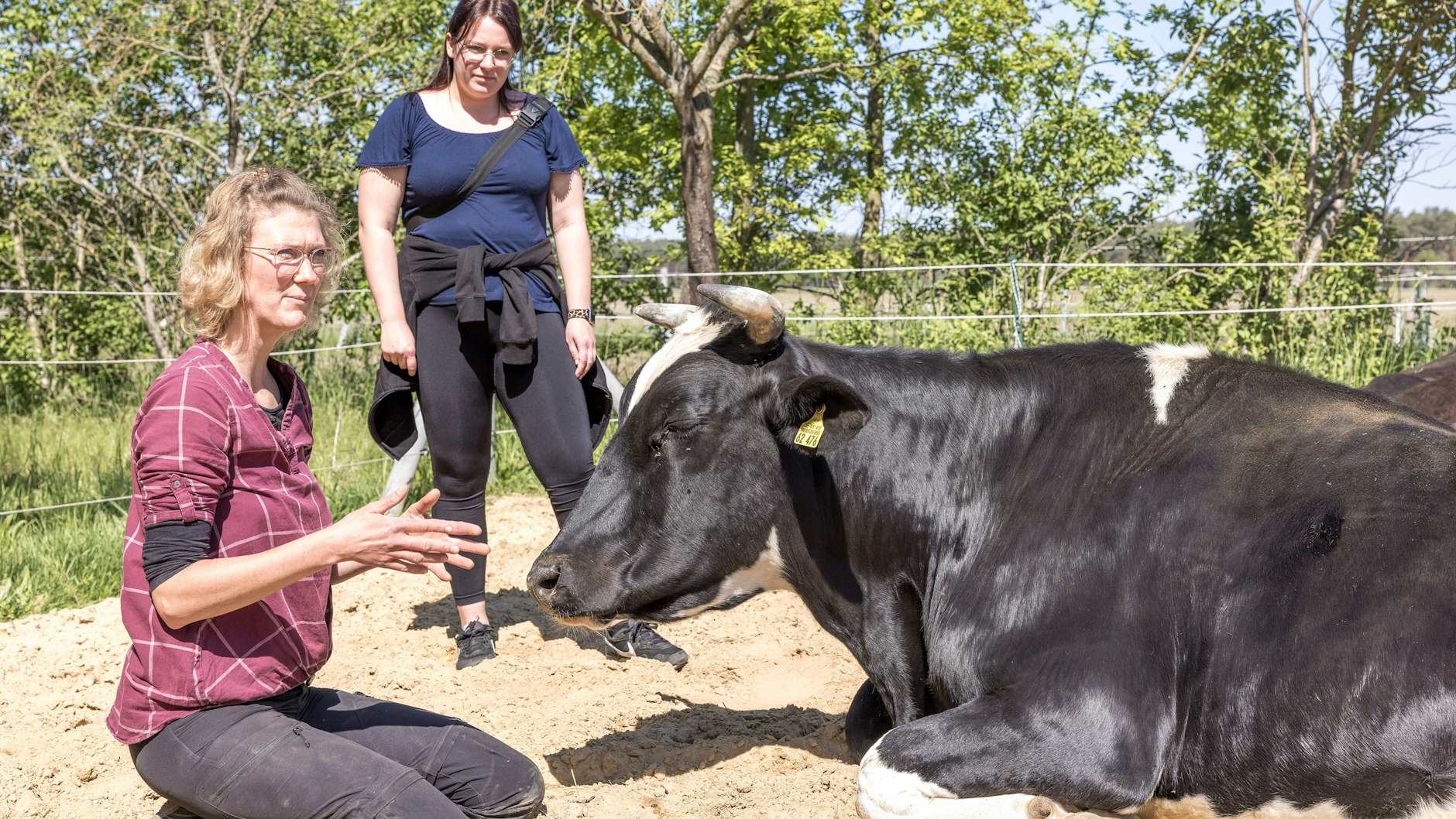 Kuscheln mit Kühen gegen den Blues – das geht in Brandenburg!
