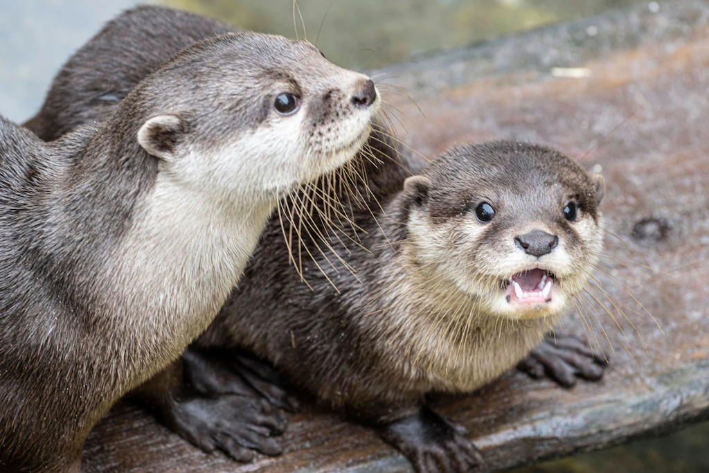 Welt-Otter-Tag: So süß sind die Zwergotter im Zoo Berlin (Video)