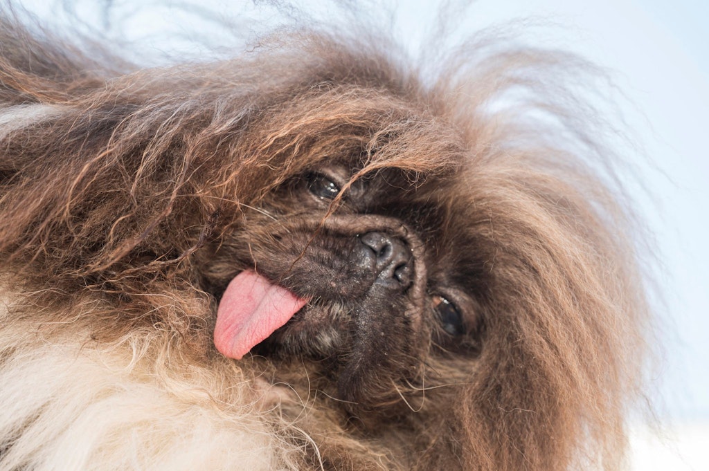 Pekinese „Wild Thang“ ist der „hässlichste Hund der Welt“ 2024