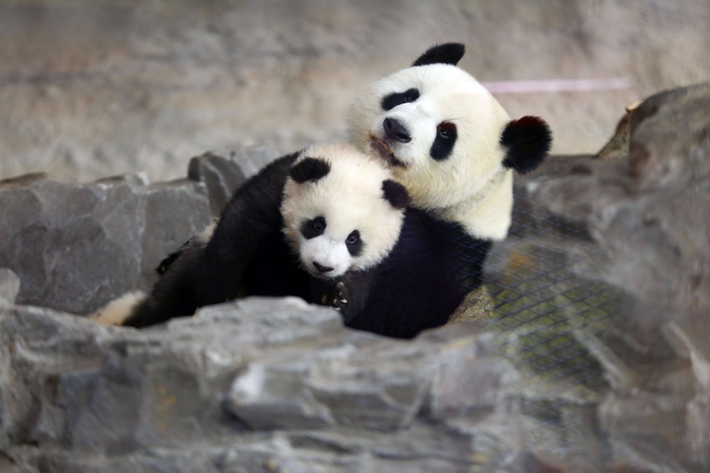 Hat es PENG gemacht? Zoo hofft auf Nachwuchs bei Panda-Dame Meng Meng!