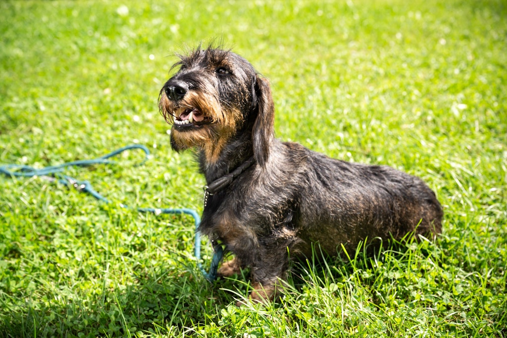 Dackel-Ranch in Berlin-Lichtenrade: „Respektvoller Umgang mit den ...