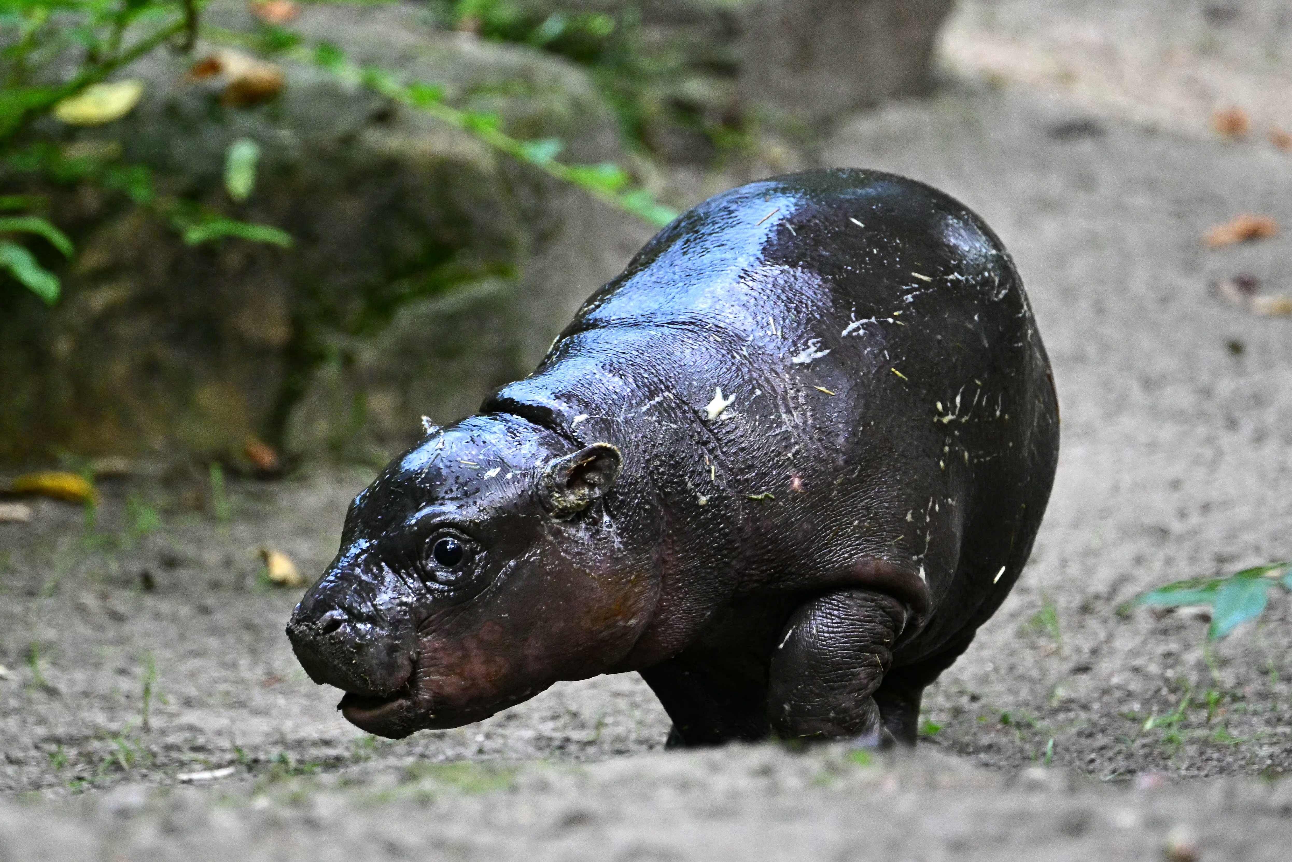 Neuer Star im Zoo Berlin: Wie Baby-Hippo Toni die Besucher verzaubert