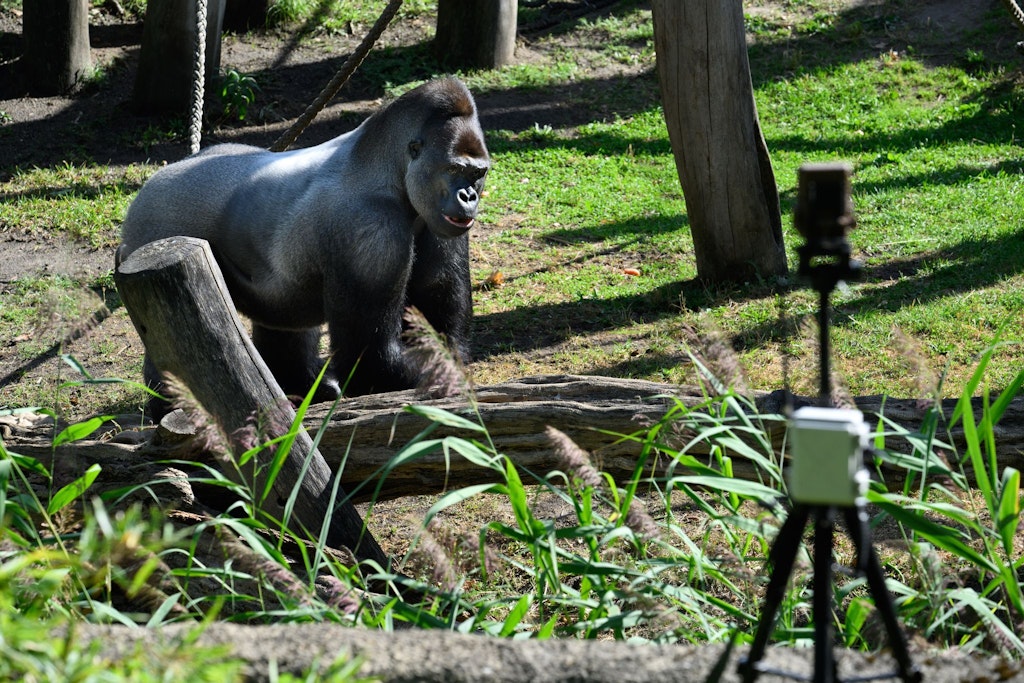 Gorilla-Tracker: Berliner Zoo will bedrohte Affen mit KI schützen