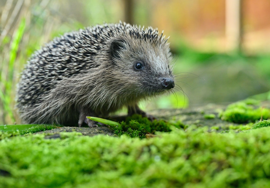 Igel in Not: Erstmals gilt er in der Roten Liste als „potenziell gefährdet“