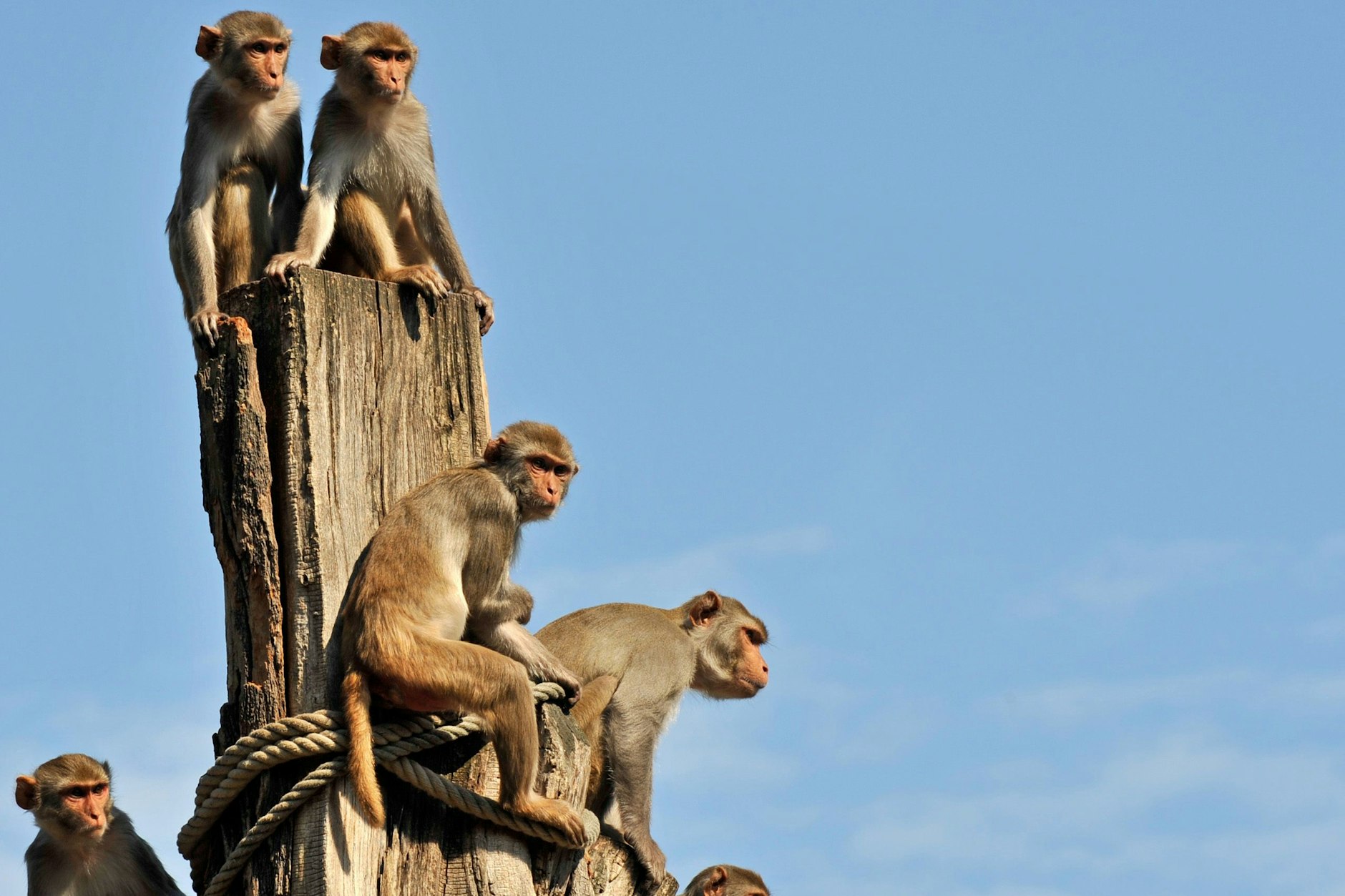 Affen aus Forschungseinrichtung in South Carolina ausgebrochen: 43 ...