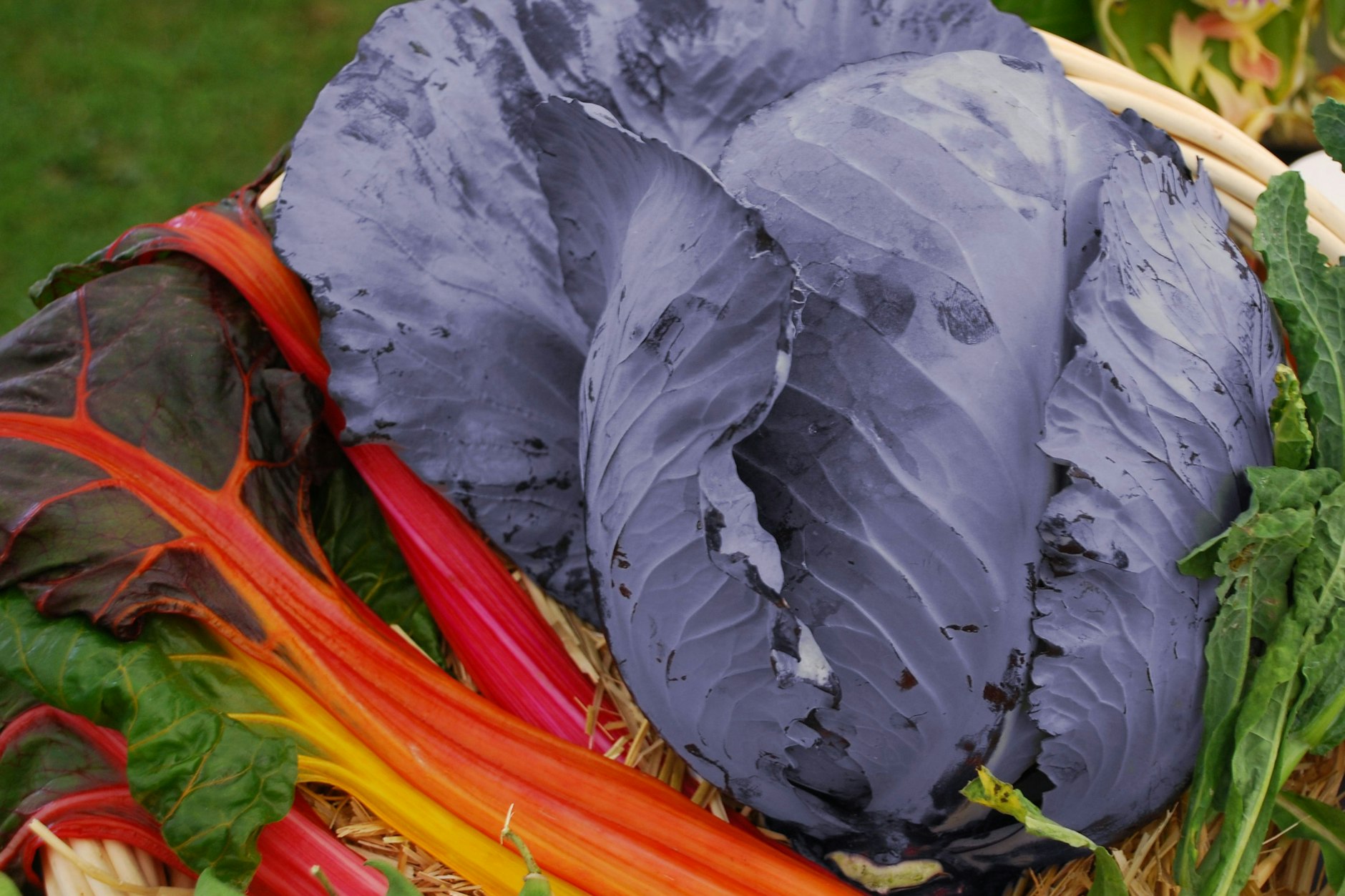 Rotkohl-Rouladen mit cremiger Pilz-Linsen-Füllung und Thymiansauce