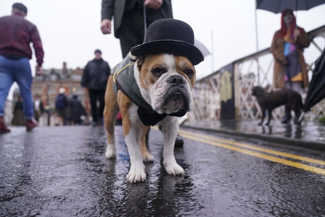 Wenn der Mops zur Elfe wird - Tiere im Karneval, okay, oder nicht?