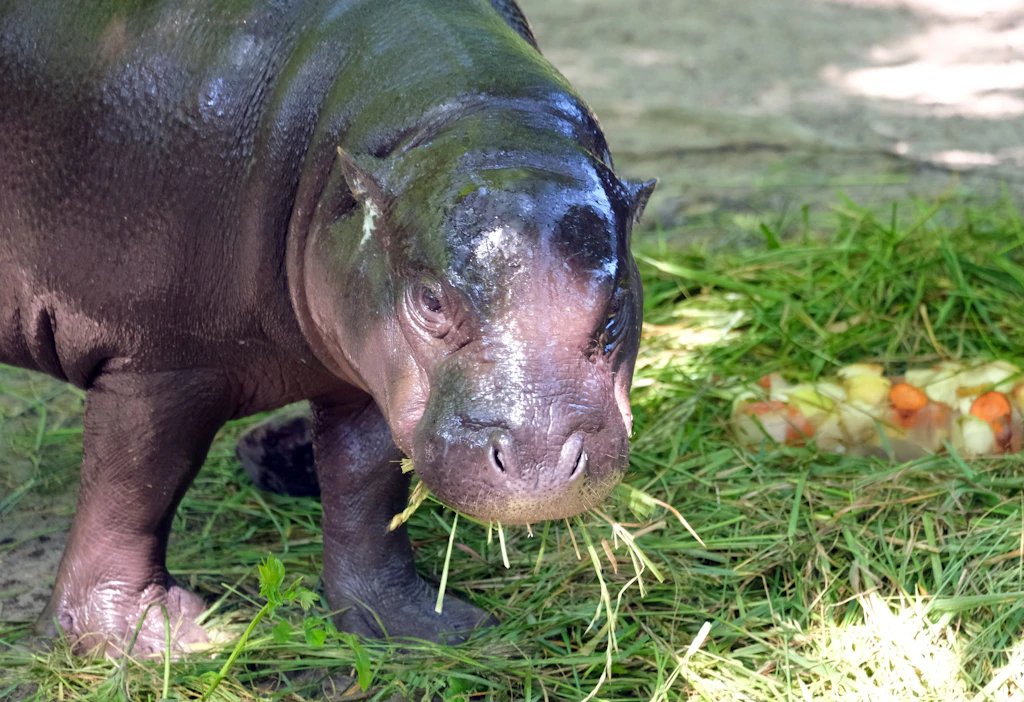 Tiktok-Star im Zoo: Hippo-Baby Toni feiert ersten und letzten ...